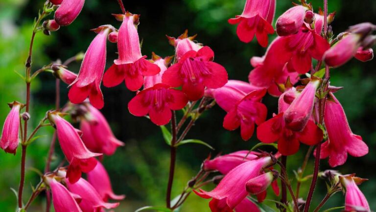 How to Divide Dianthus: A Simple Guide to Propagating Your Beloved Flowers