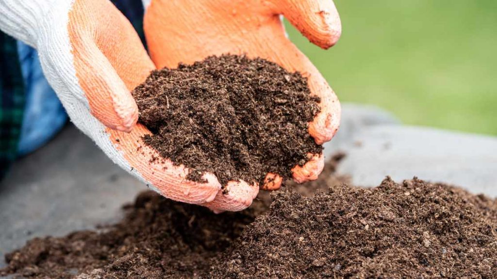 How Deep Do Lavender Roots Grow: A Comprehensive Guide