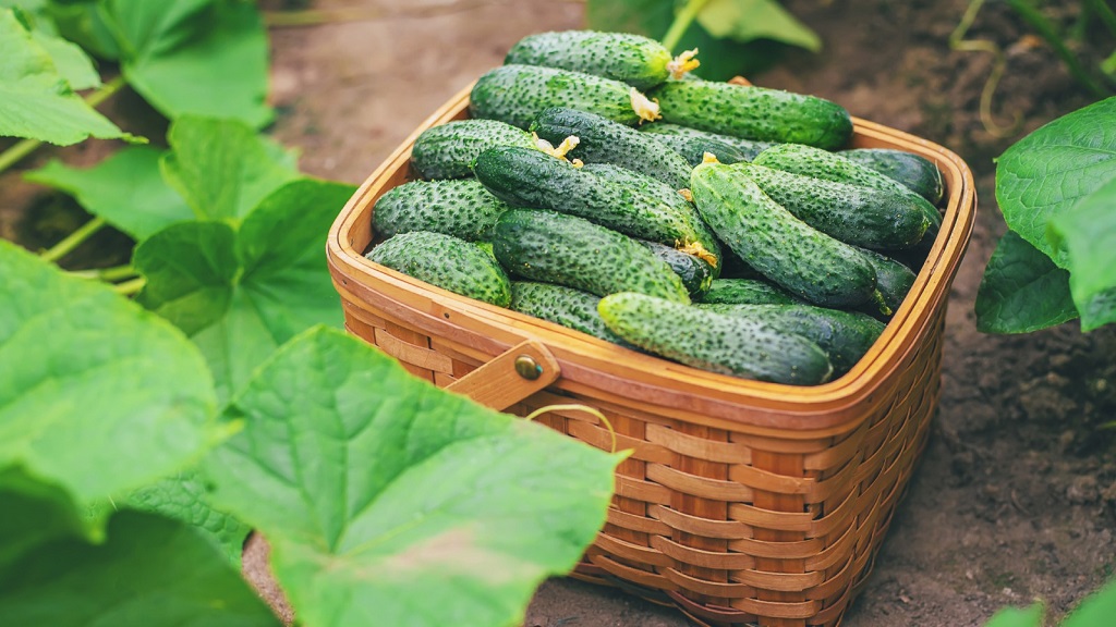 Round Cucumbers Growing, Cooking, and Enjoying Vegetables - Be Gardenly