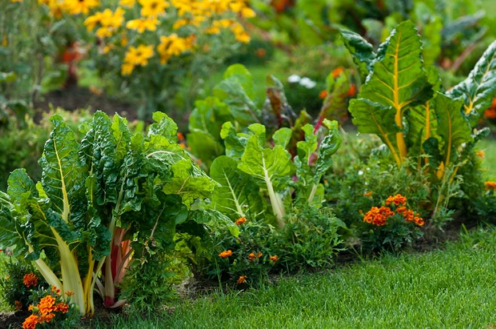 Create Edible Landscaping Foodscaping DIY - Be Gardenly